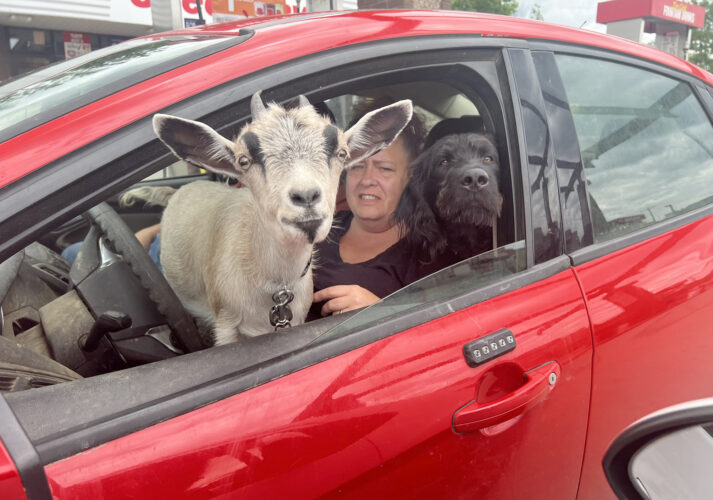 Goat Behind the Wheel | News, Sports, Jobs - The Intermountain